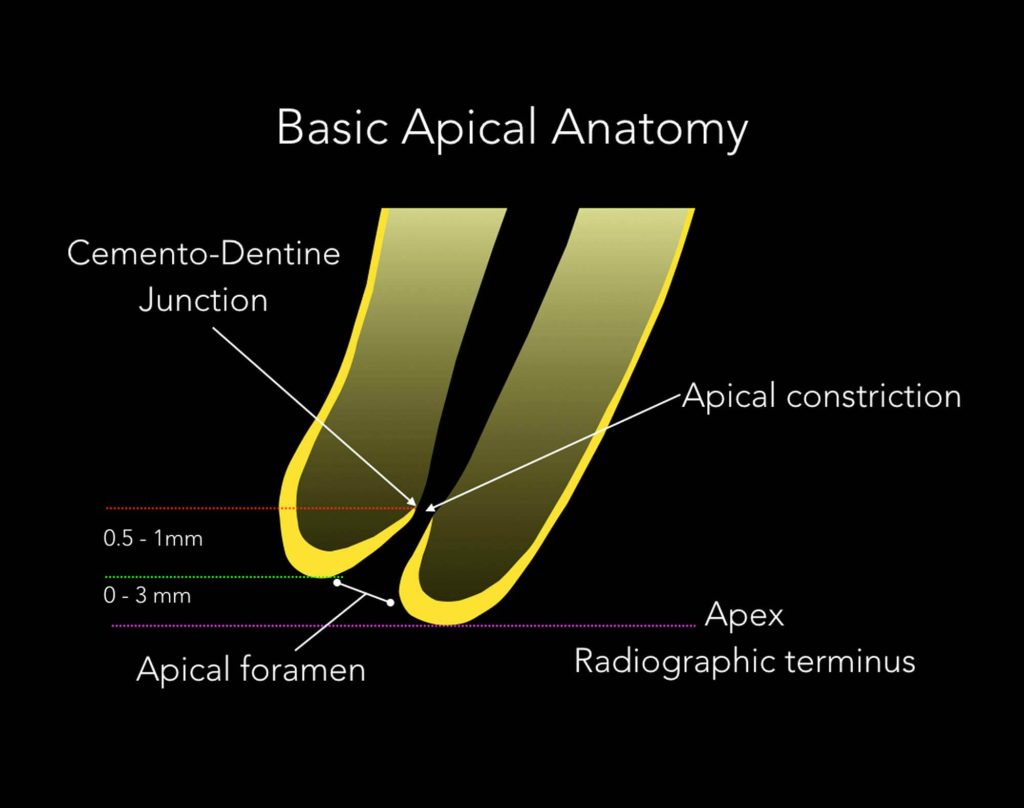 Working length estimation made more convenient - Dentistry