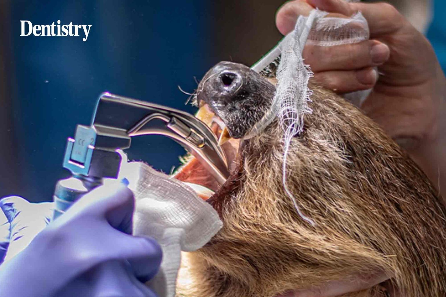 Sloth undergoes endodontic dental treatment at zoo - Dentistry
